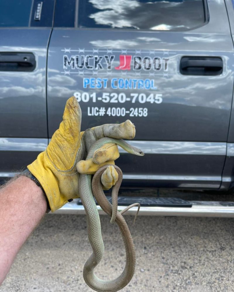 About Mucky Boot Pest Control Services