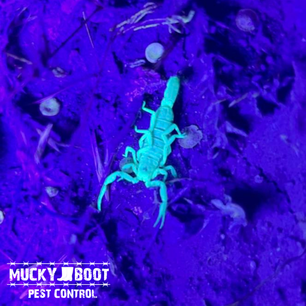 About Mucky Boot Pest Control Services