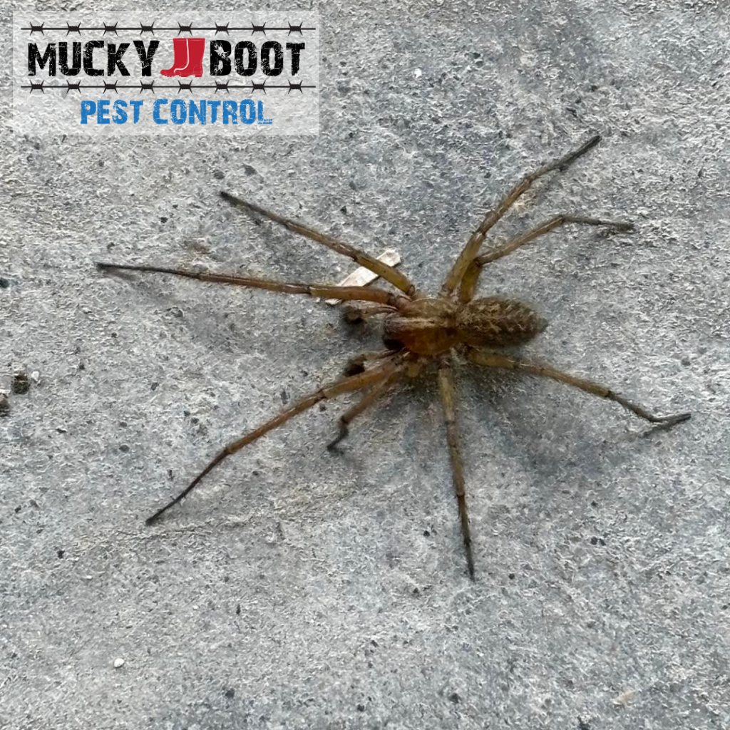 Professional Pest Control | Mucky Boot Pest Control
